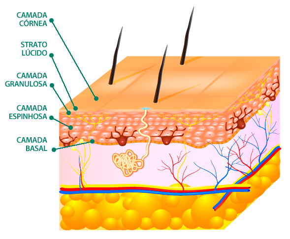 Descubra a pele - MartiDerm a referência em dermocosméticos.